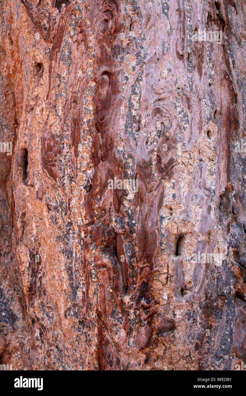 Baobab tree trunk hi-res stock photography and images - Alamy Baobab tree trunk hi-res stock photography and images - Alamy