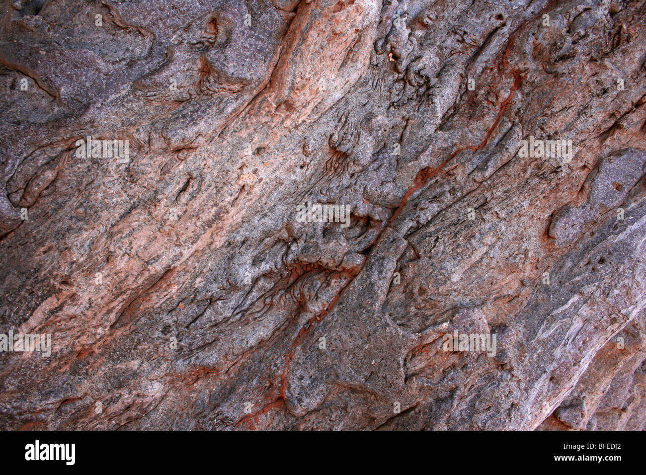 Baobab tree bark hi-res stock photography and images - Alamy