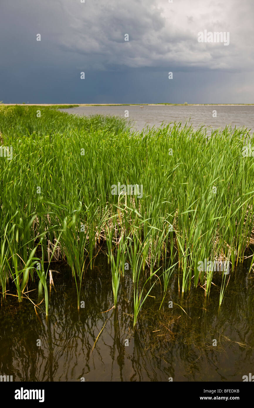 Tall grass in marsh hi-res stock photography and images - Alamy