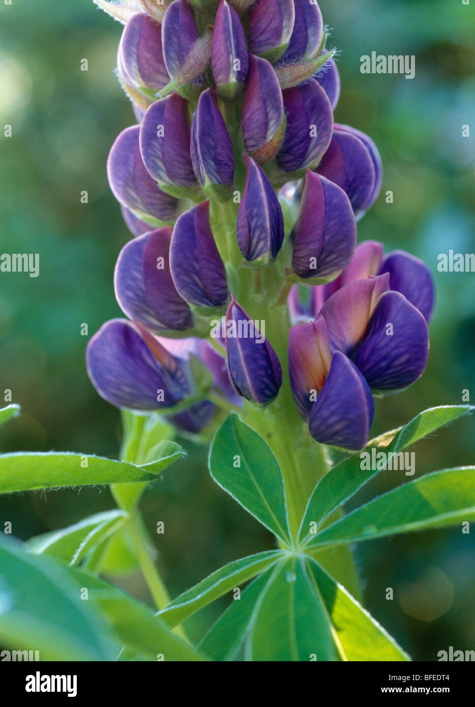 Lupins perennials hi-res stock photography and images - Alamy