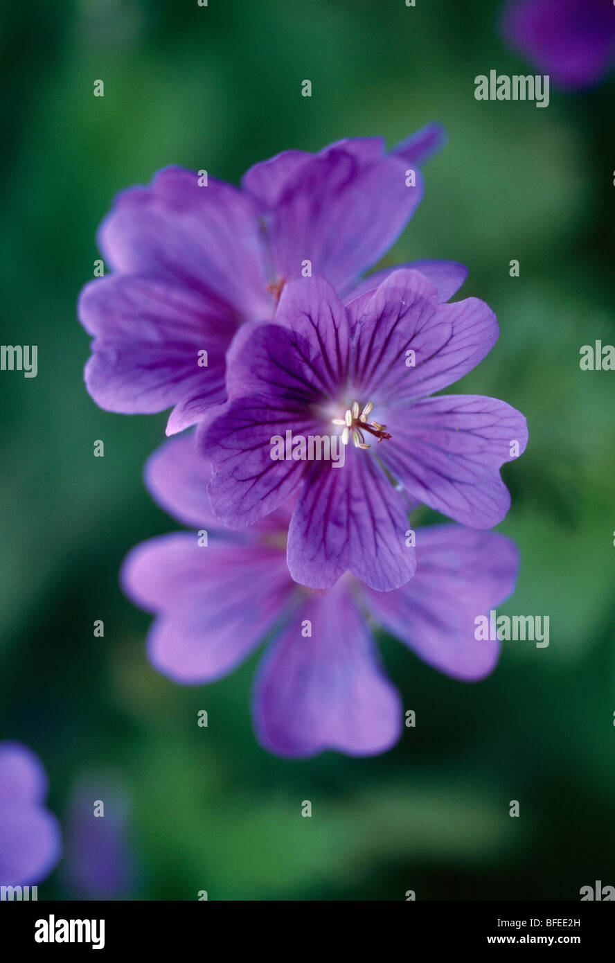 Close-up of clear blue hardy geranium Stock Photo - Alamy