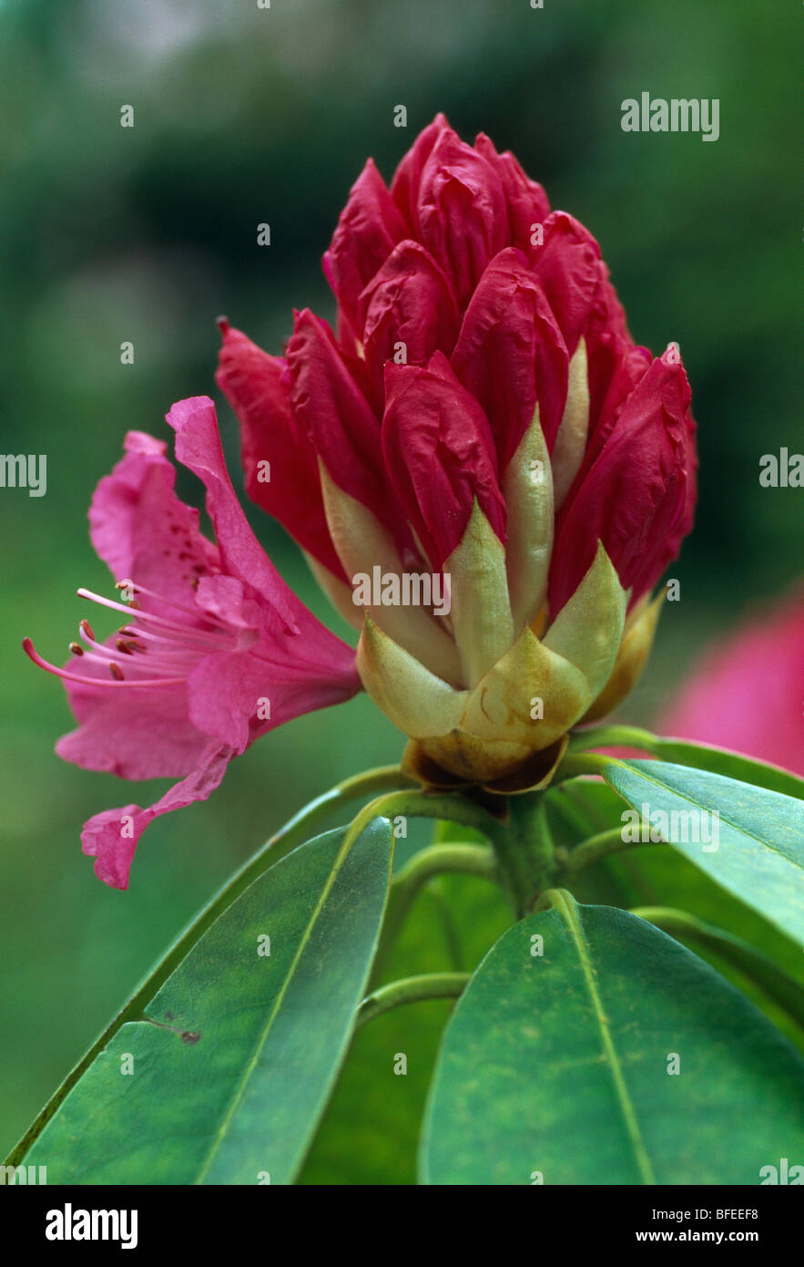 Close-up of dark pink rhododendron Stock Photo - Alamy