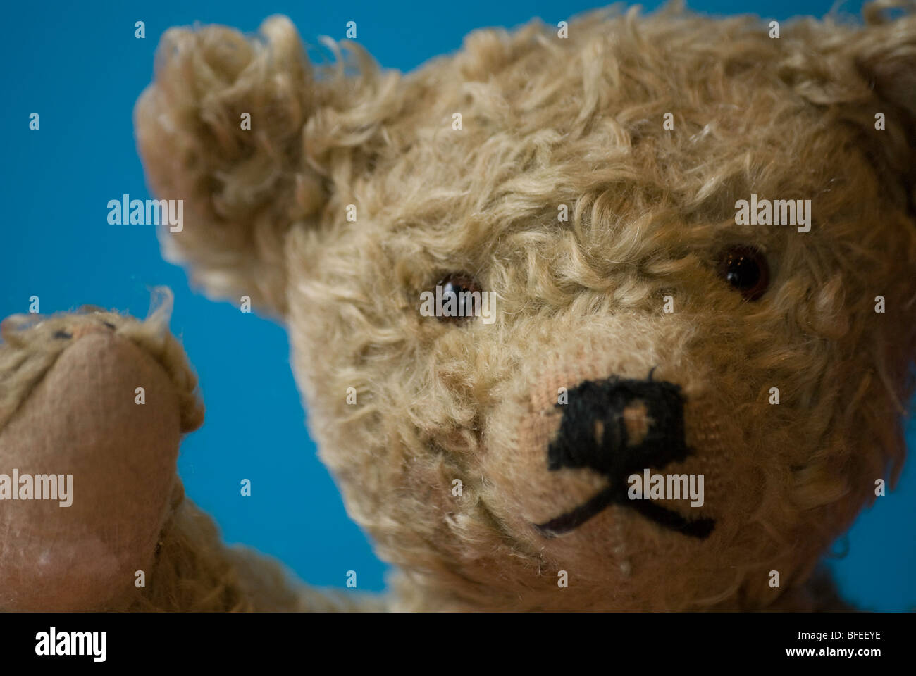 Stieff bear hi-res stock photography and images - Alamy