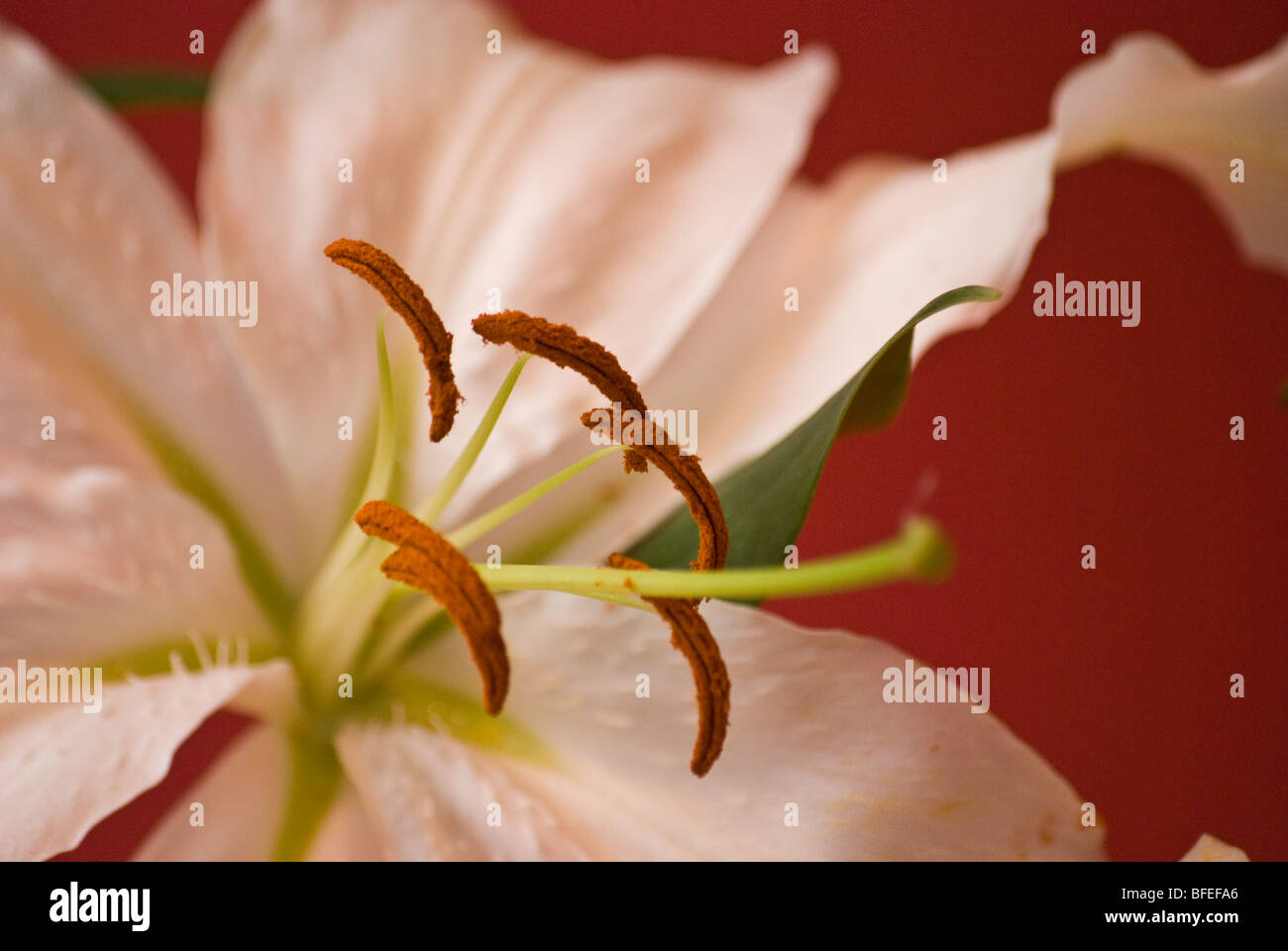 Pure honest flower hi-res stock photography and images - Alamy