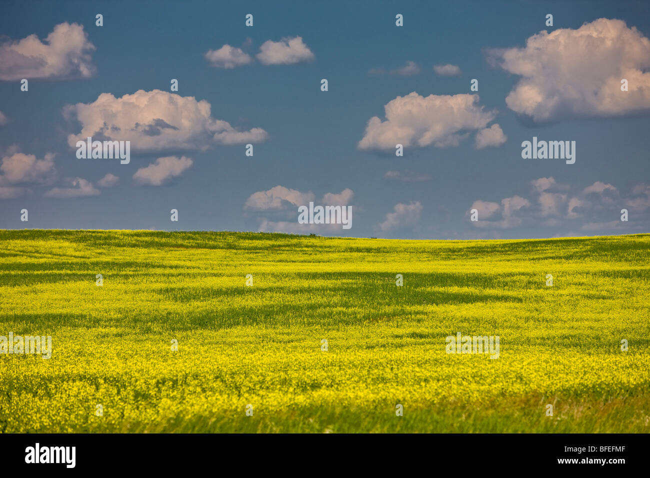 Saskatchewan farm canola hi-res stock photography and images - Alamy