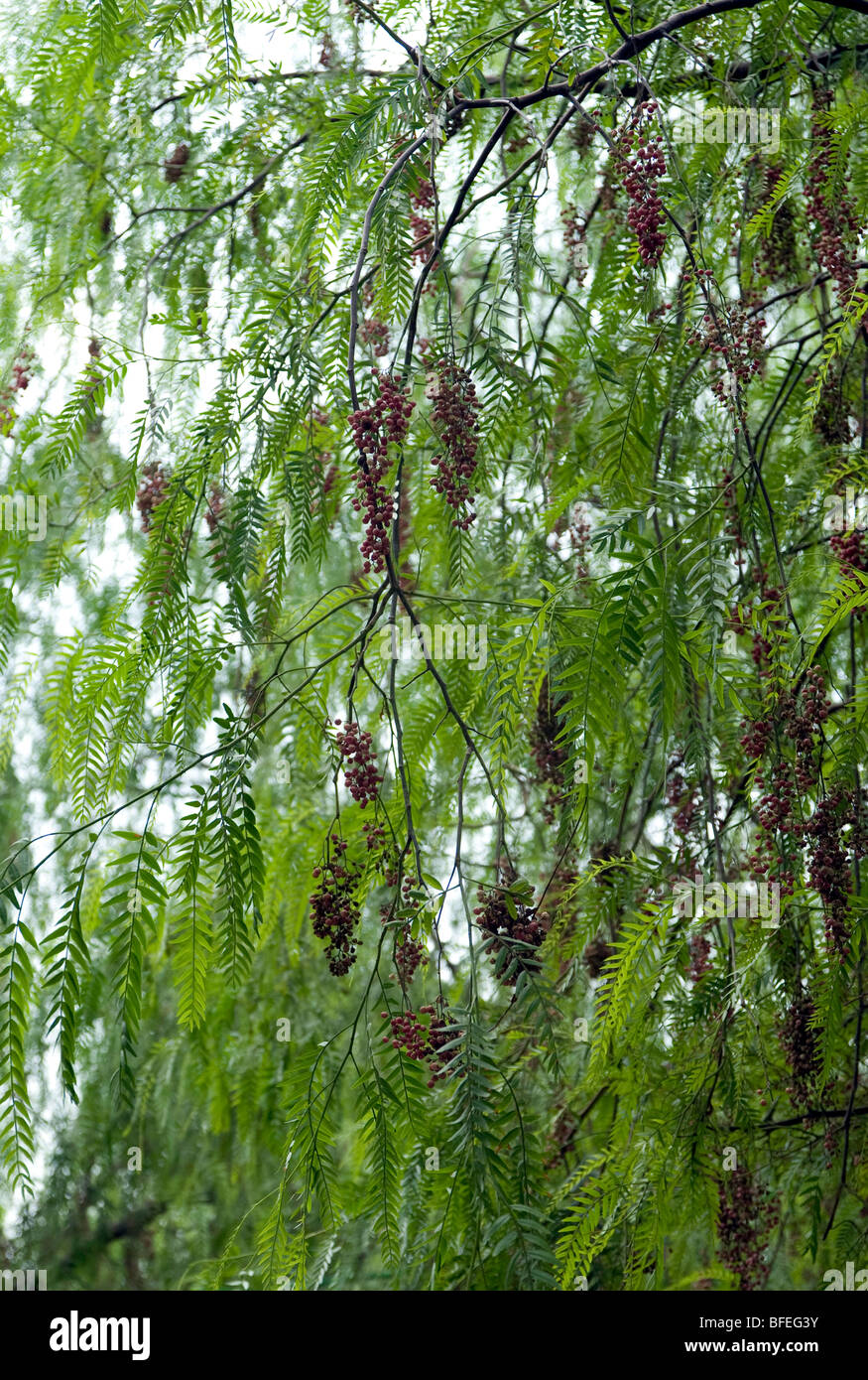 pepper corn tree Stock Photo - Alamy