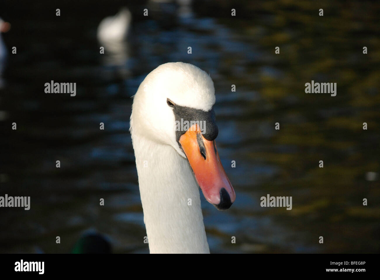 Swan head hi-res stock photography and images - Alamy