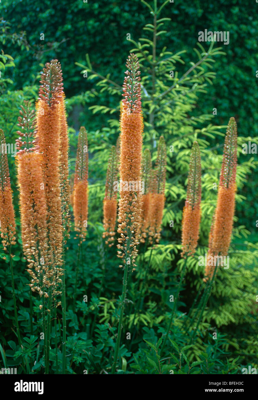 Close up of a clump of orange fox-tailed lilies Stock Photo - Alamy