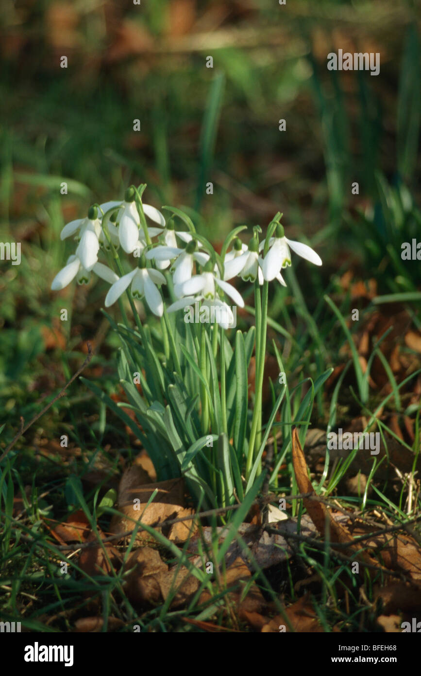 Close-up of a clump of snowdrops Stock Photo - Alamy