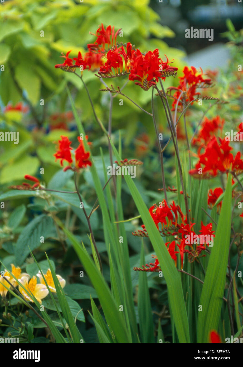Close up of the red flowers of Crocosmia 'Lucifer' Stock Photo - Alamy