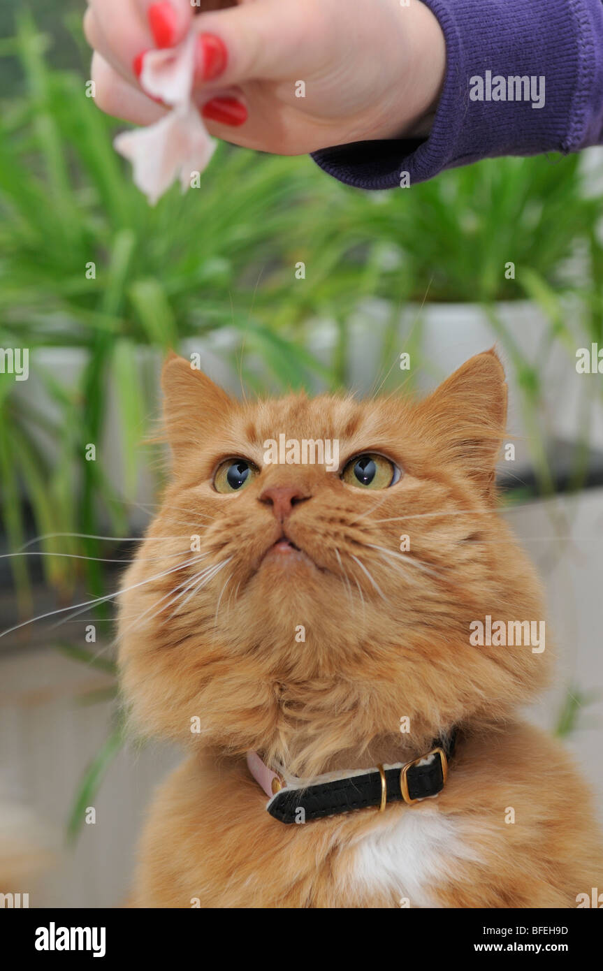 Hungry cat eating a piece of ham Stock Photo - Alamy