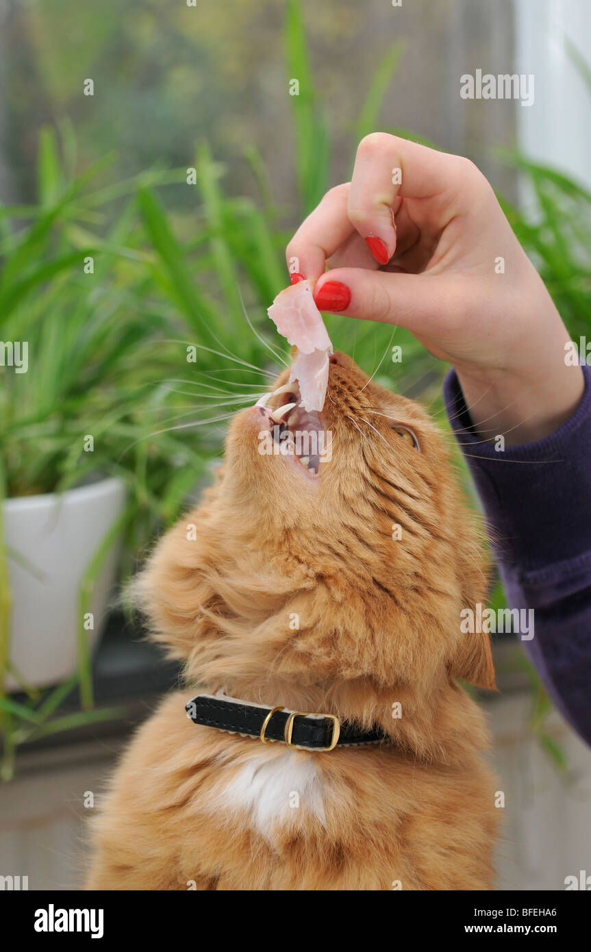 Hungry cat eating a piece of ham Stock Photo - Alamy