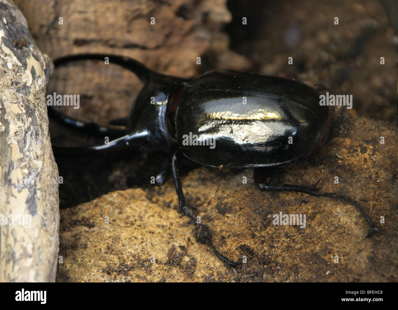 Atlas beetle chalcosoma atlas hi-res stock photography and images - Alamy