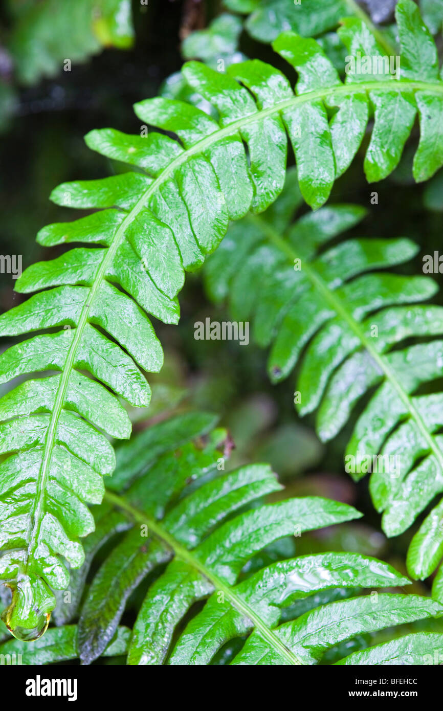 Hard Fern High Resolution Stock Photography and Images - Alamy