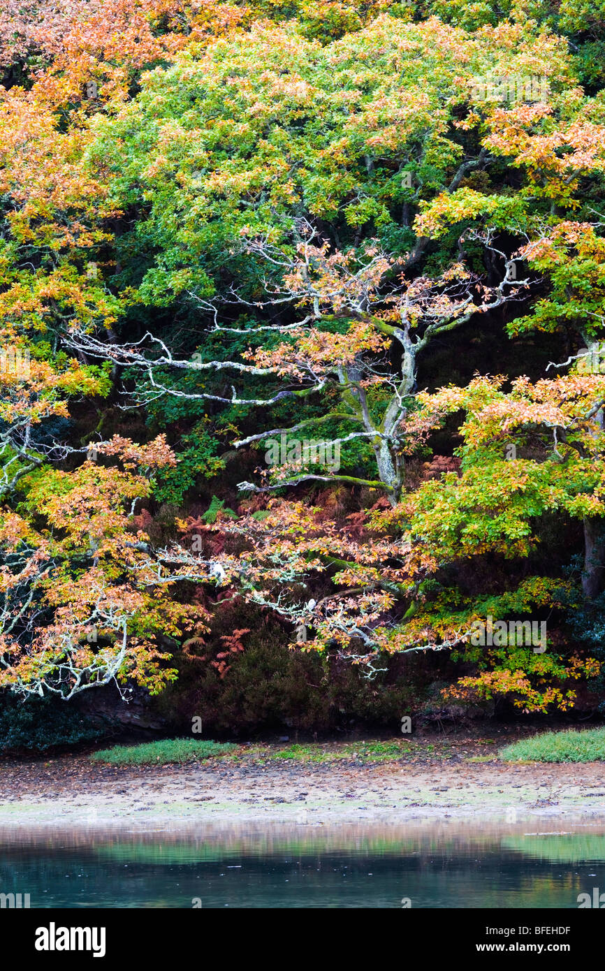 Kilminorth Woods; Cornwall; autumn Stock Photo - Alamy