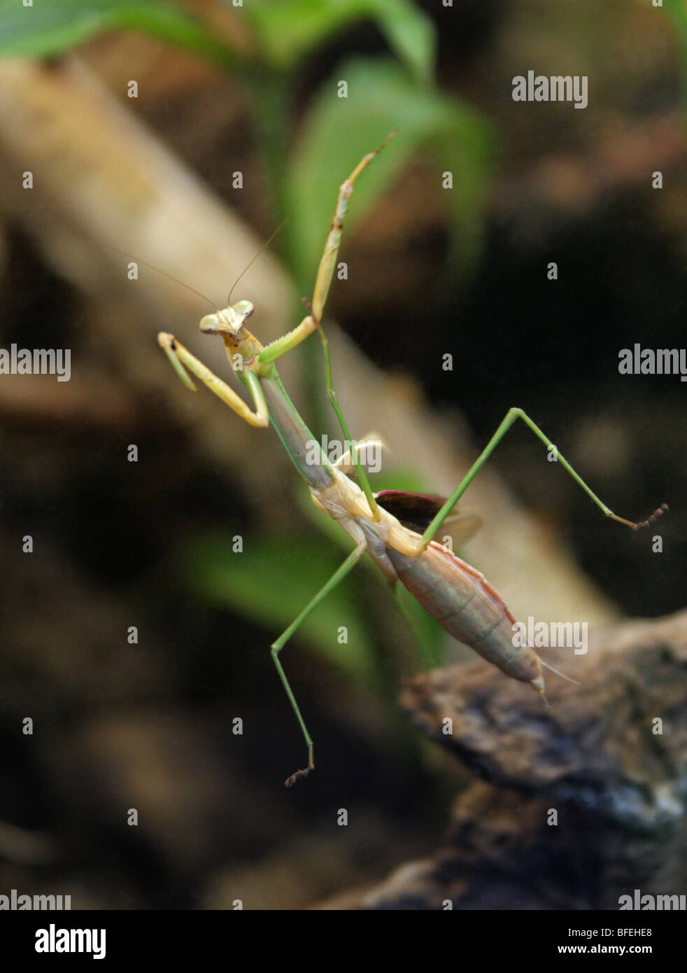 Chinese Mantis, Tenodera sinensis, Mantidae, Mantodea. China, Thailand ...