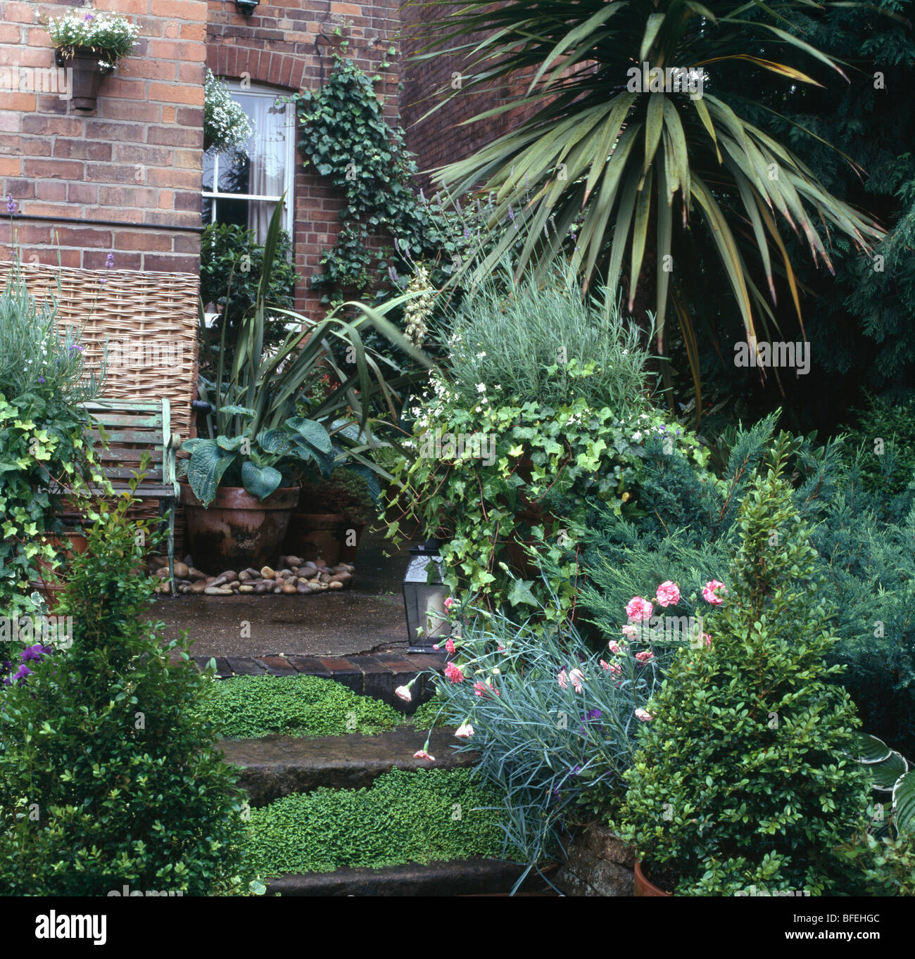 Conical box shrubs and tall palm in townhouse garden in the rain with ...