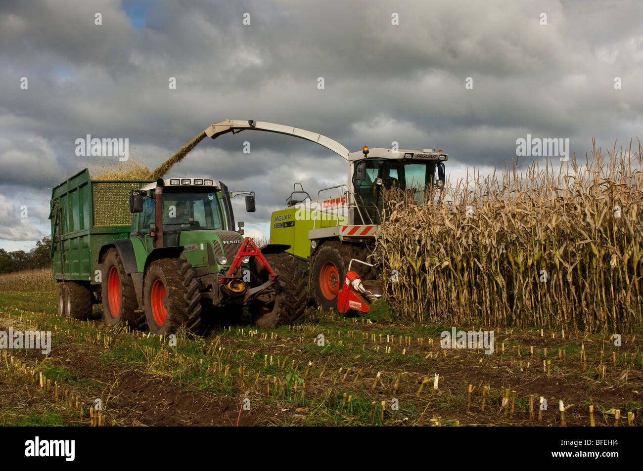 Claas self propelled harvestor harvesting maize silage crop Stock Photo ...