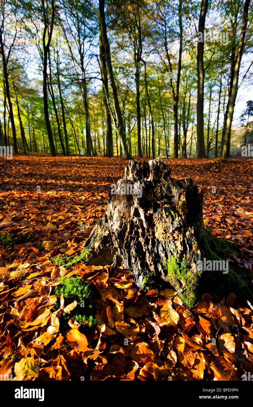 Tree stump decay hi-res stock photography and images - Alamy