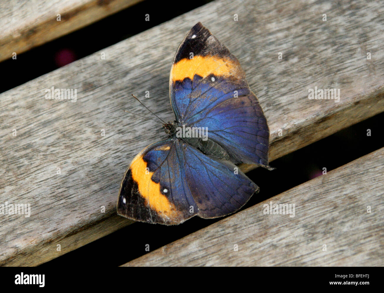 Indian Leaf Butterfly, Kallima inachus, Nymphalidae (female Stock Photo ...