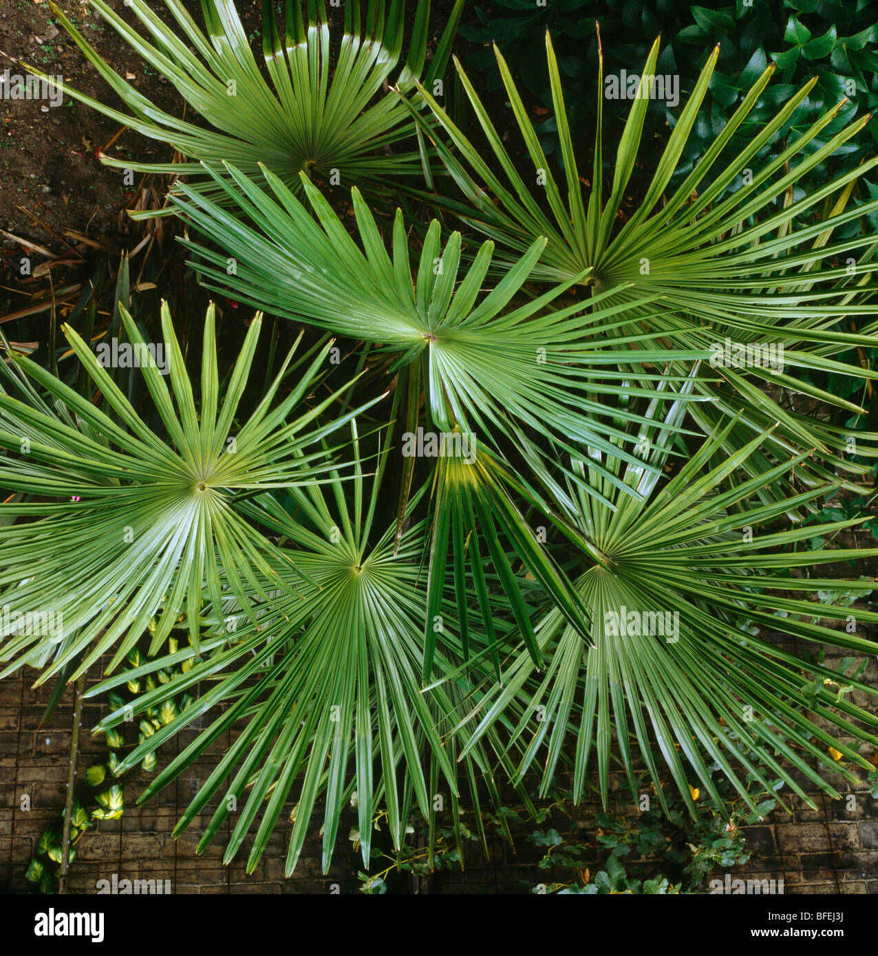 Windmill palm close up hi-res stock photography and images - Alamy