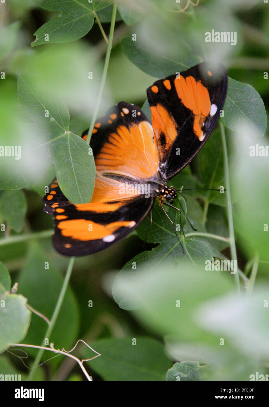 Mimetic form of the Female Mocker Swallowtail Butterfly, Papilio ...