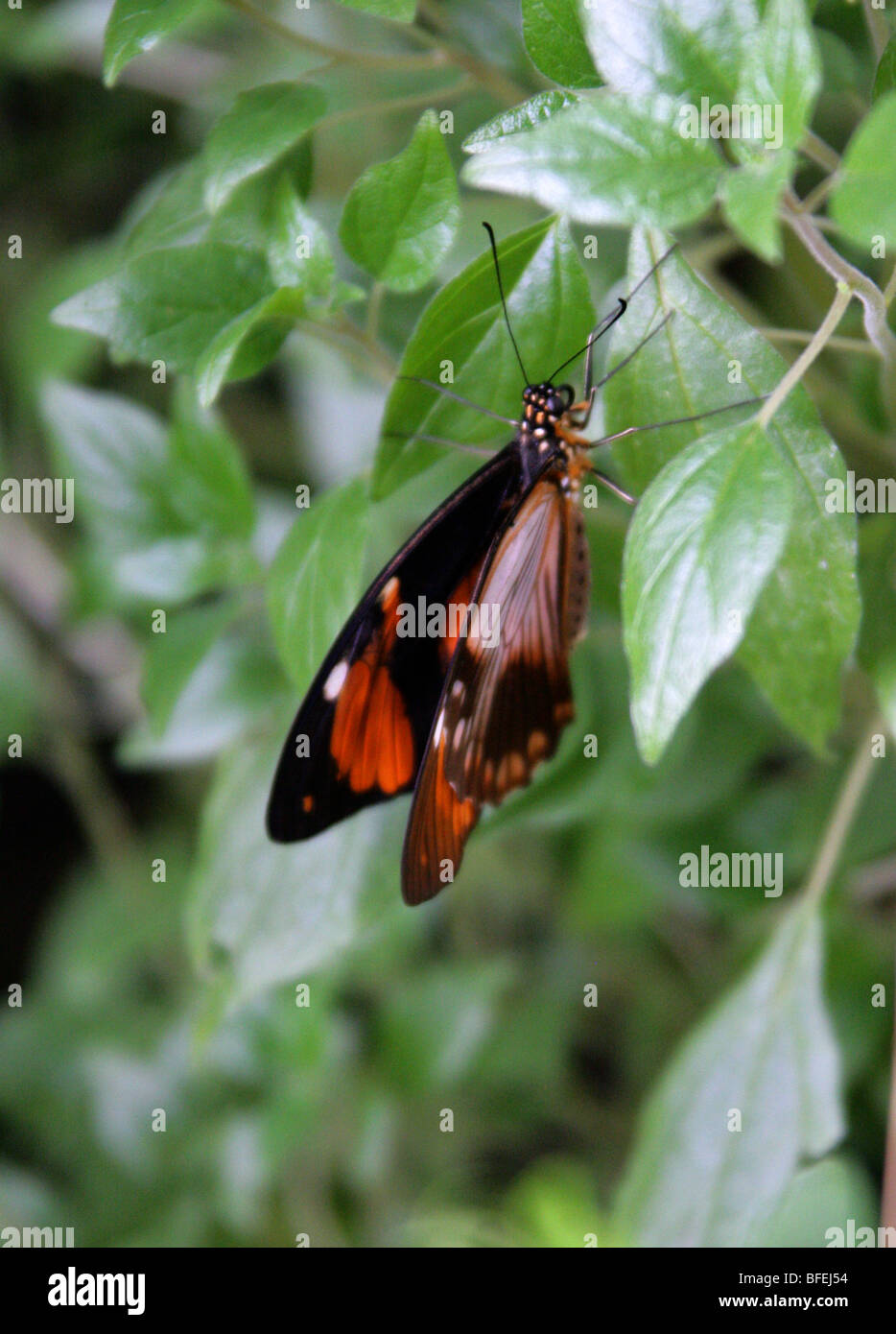 Mimetic form of the Female Mocker Swallowtail Butterfly, Papilio ...
