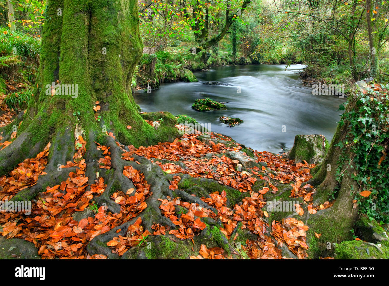 River Lynher near New Bridge; Cornwall; autumn Stock Photo - Alamy