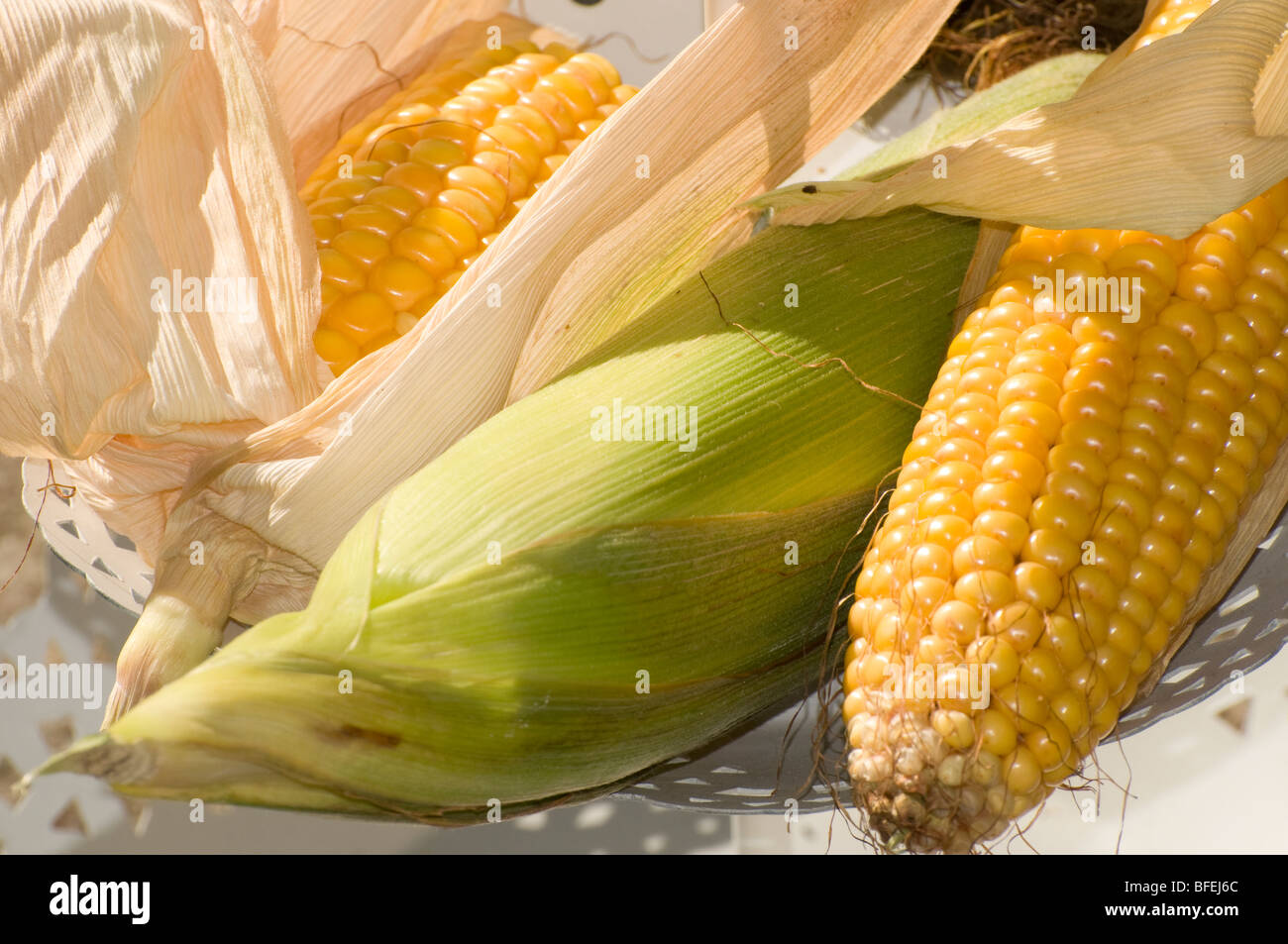 Cornstalk High Resolution Stock Photography and Images - Alamy