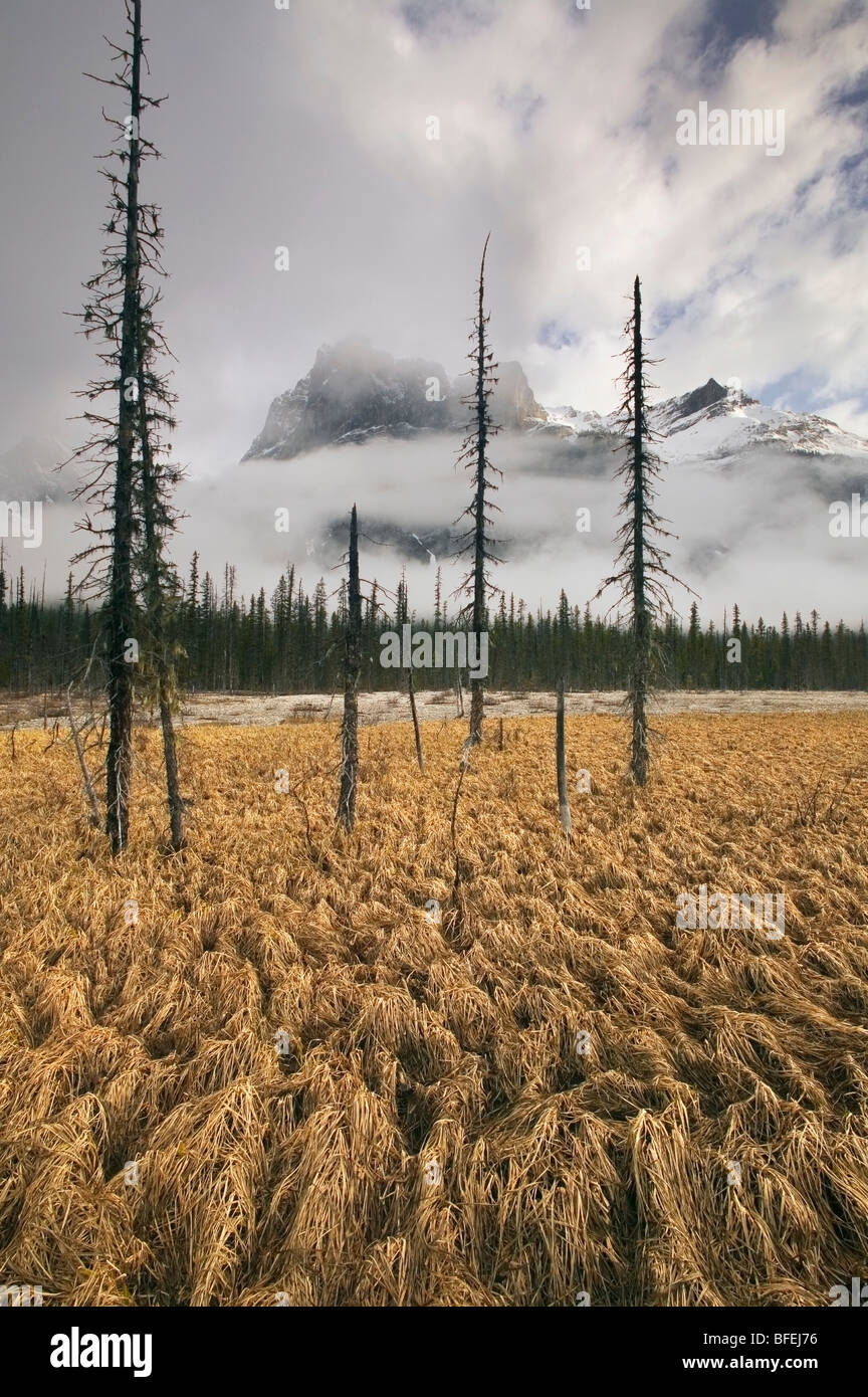 Michael Peak from the Emerald Lake Loop Trail, Yoho National Park ...