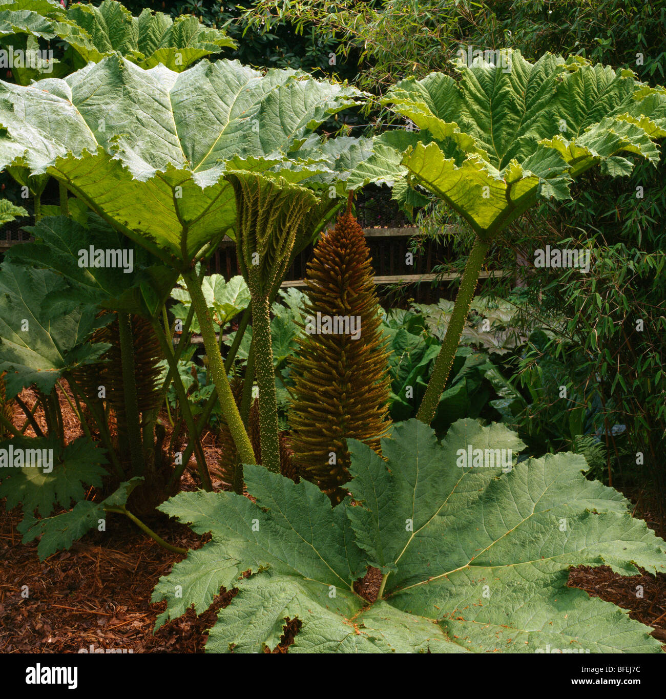 Gunnera leaves hi-res stock photography and images - Alamy