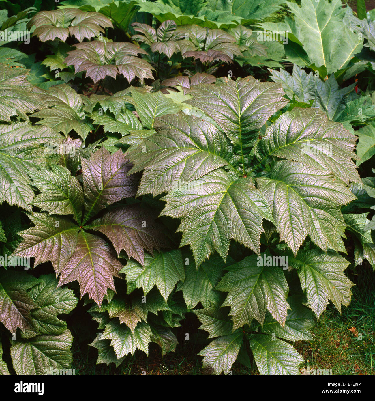 Bird's eye view of rodgersia leaves Stock Photo - Alamy