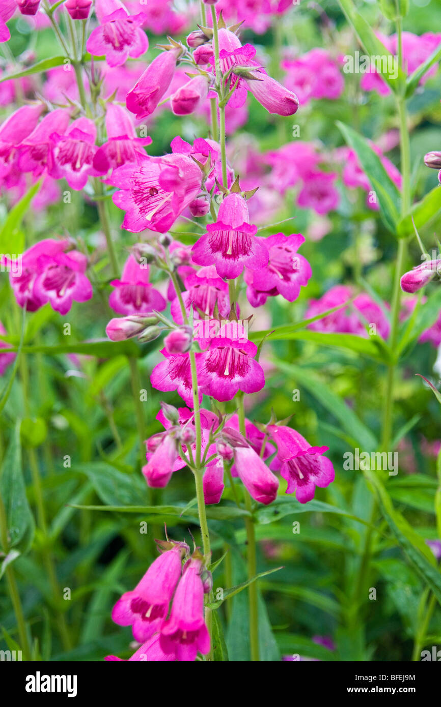Pink tubular flower hi-res stock photography and images - Alamy