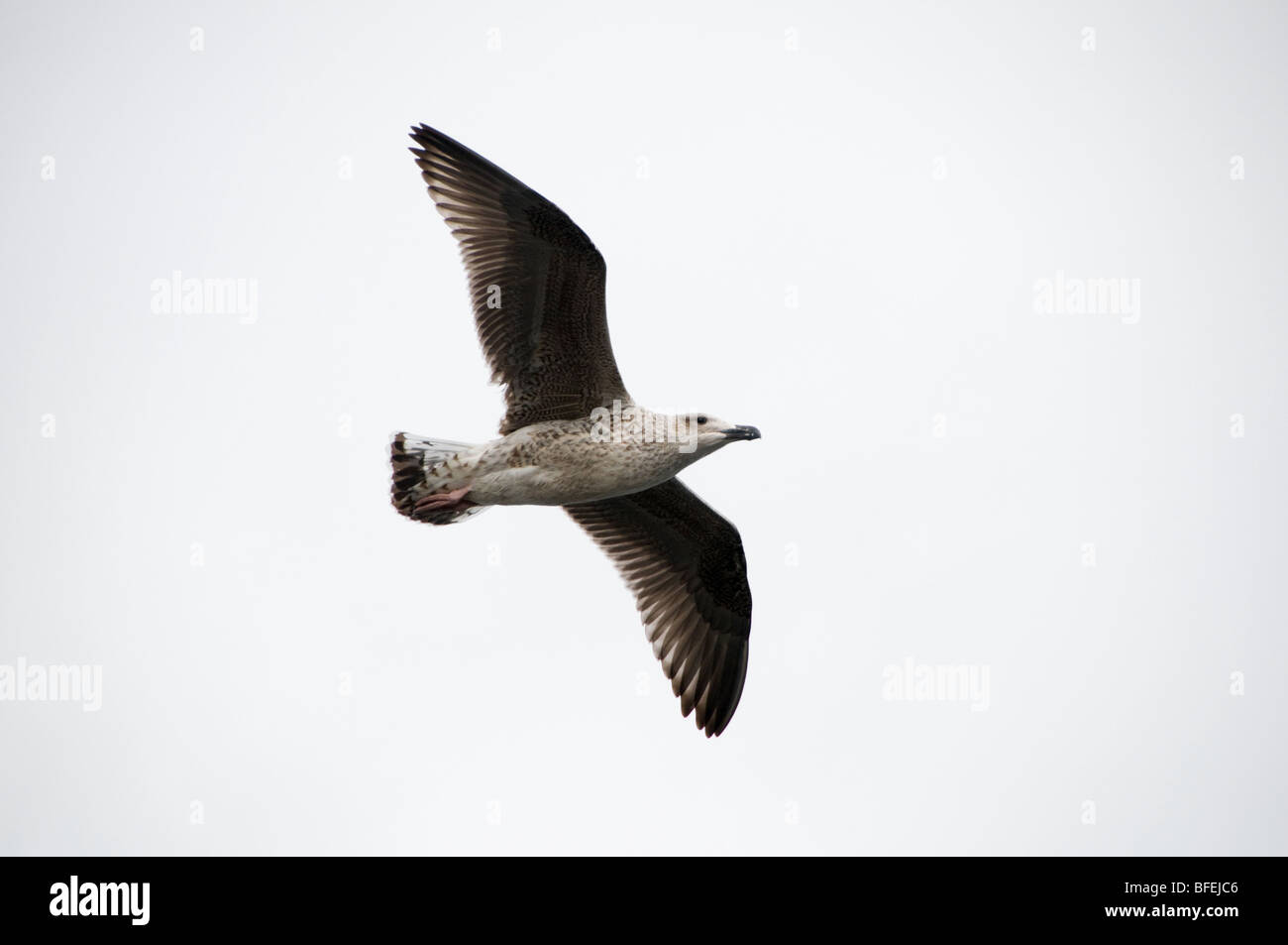 Seagull flying in pier hi-res stock photography and images - Alamy
