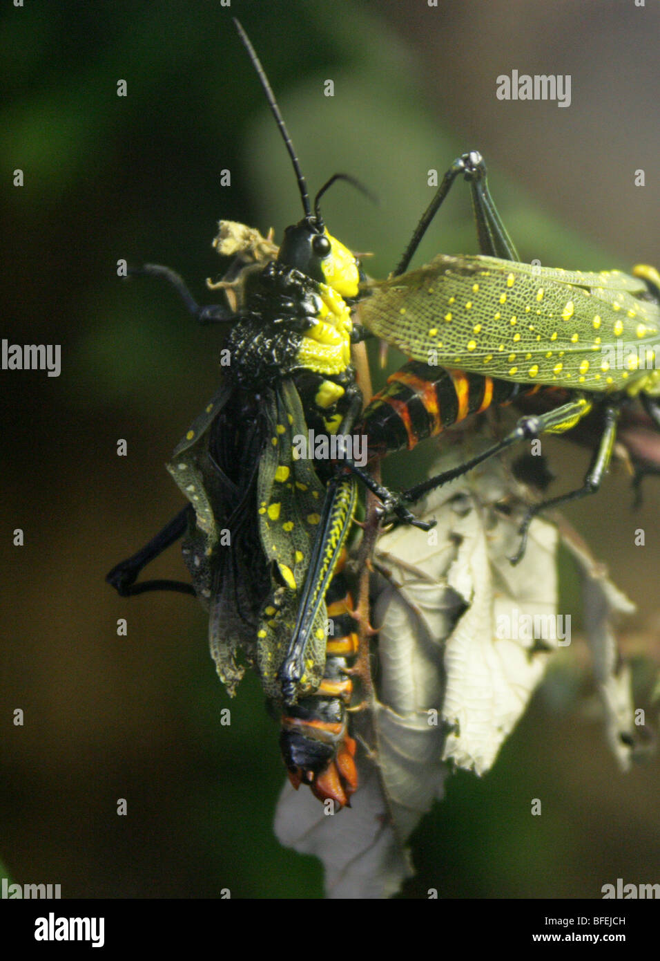 Northern Spotted Grasshopper, Aularches milliaris, Indonesia, Malaysia ...