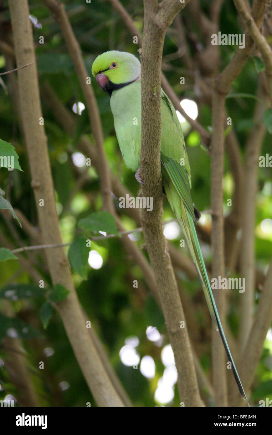 Rose-ringed Parakeet or Ring-necked Parakeet, Psittacula krameri ...