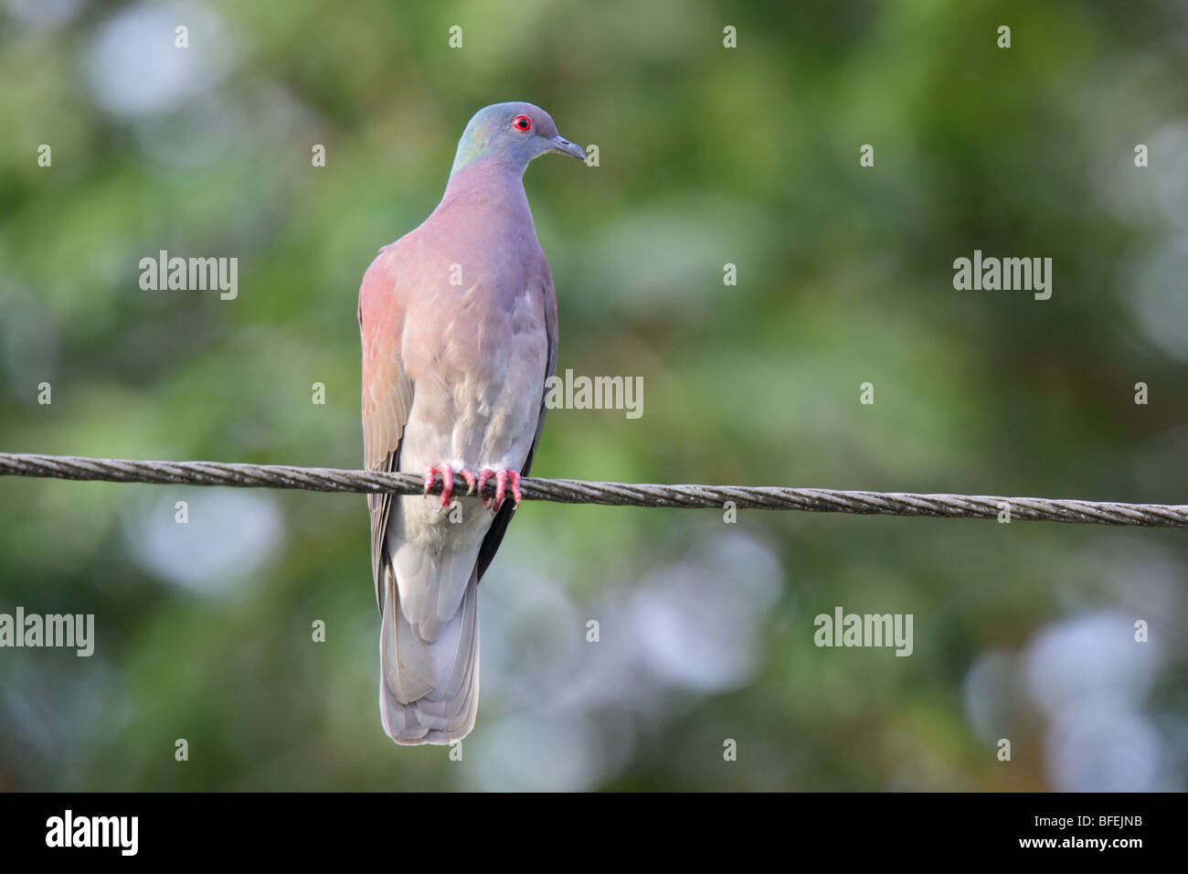 Pale vented pigeon hi-res stock photography and images - Alamy