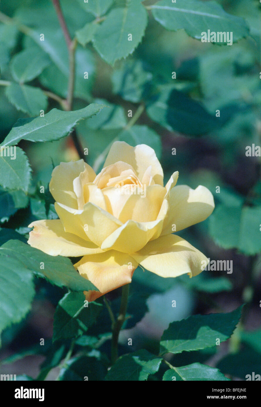 Close-up of pale yellow rose Stock Photo - Alamy