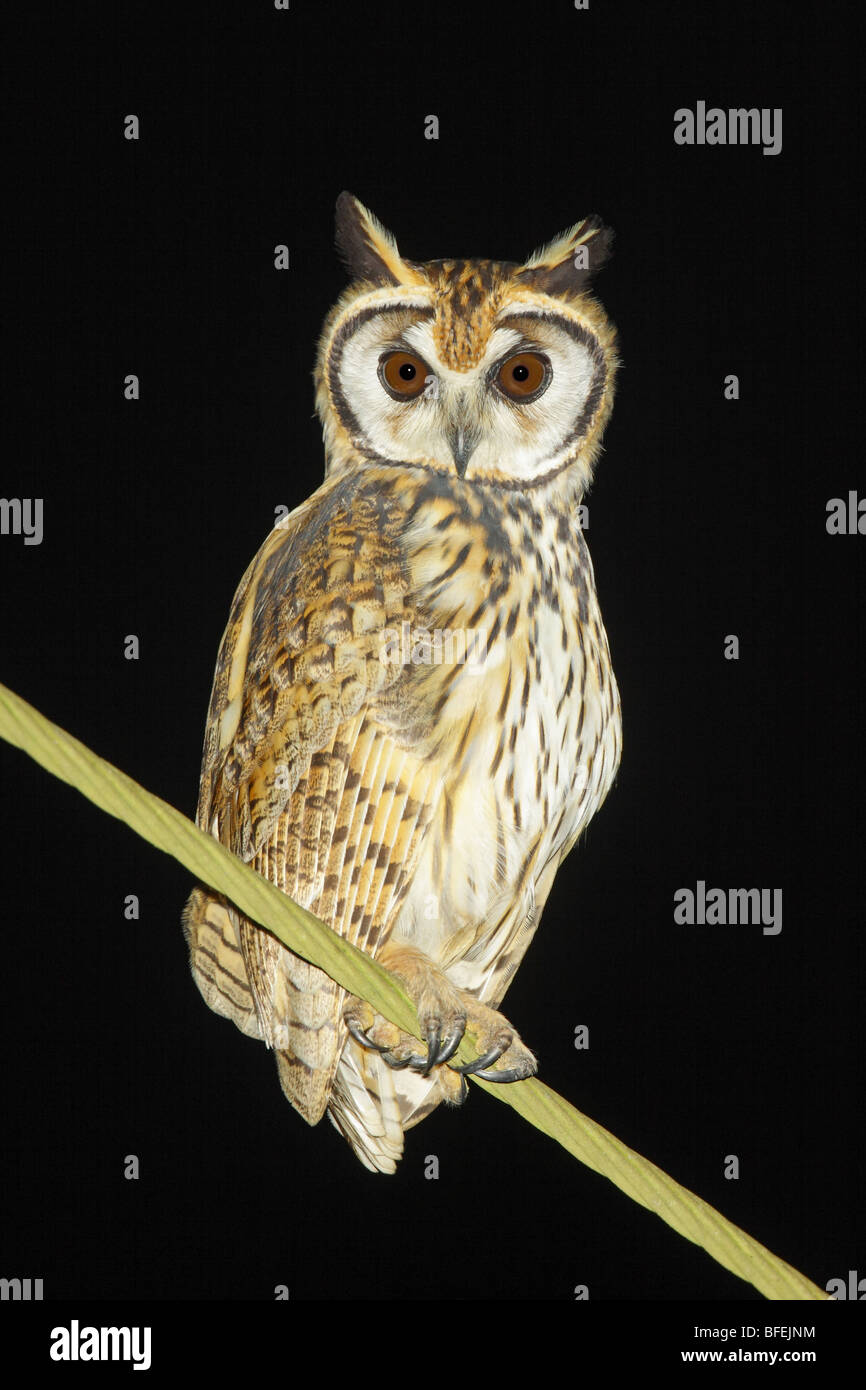 Striped owl hi-res stock photography and images - Alamy