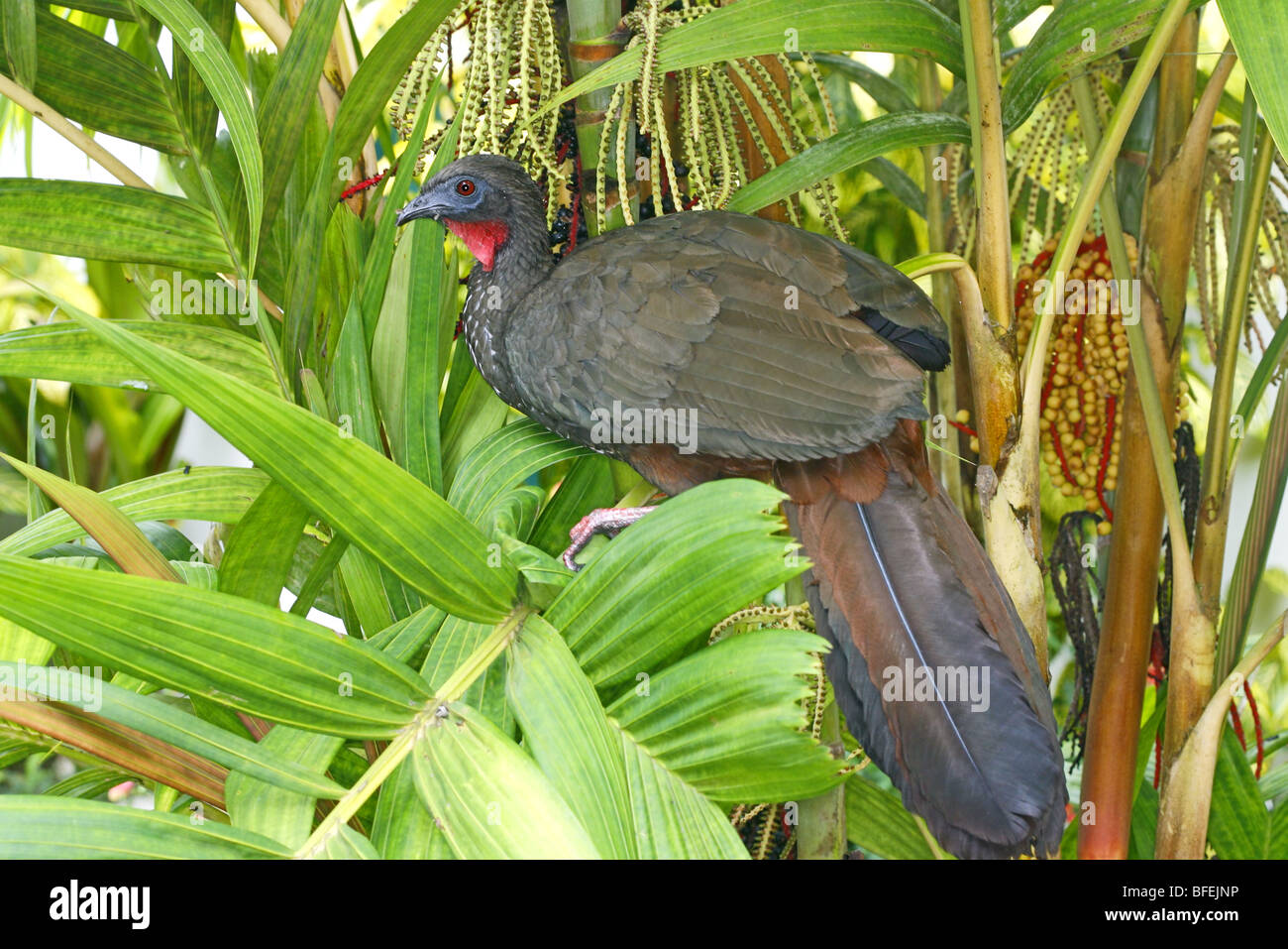 White crested guan bird hi-res stock photography and images - Alamy