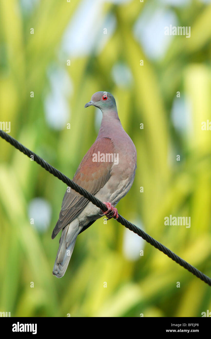 Pale bird feather hi-res stock photography and images - Alamy