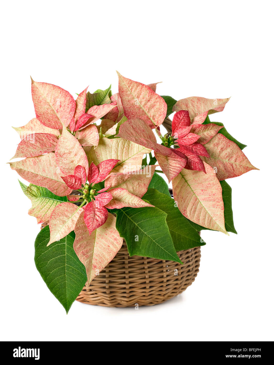 Peach colored floral Cut Out Stock Images & Pictures - Alamy