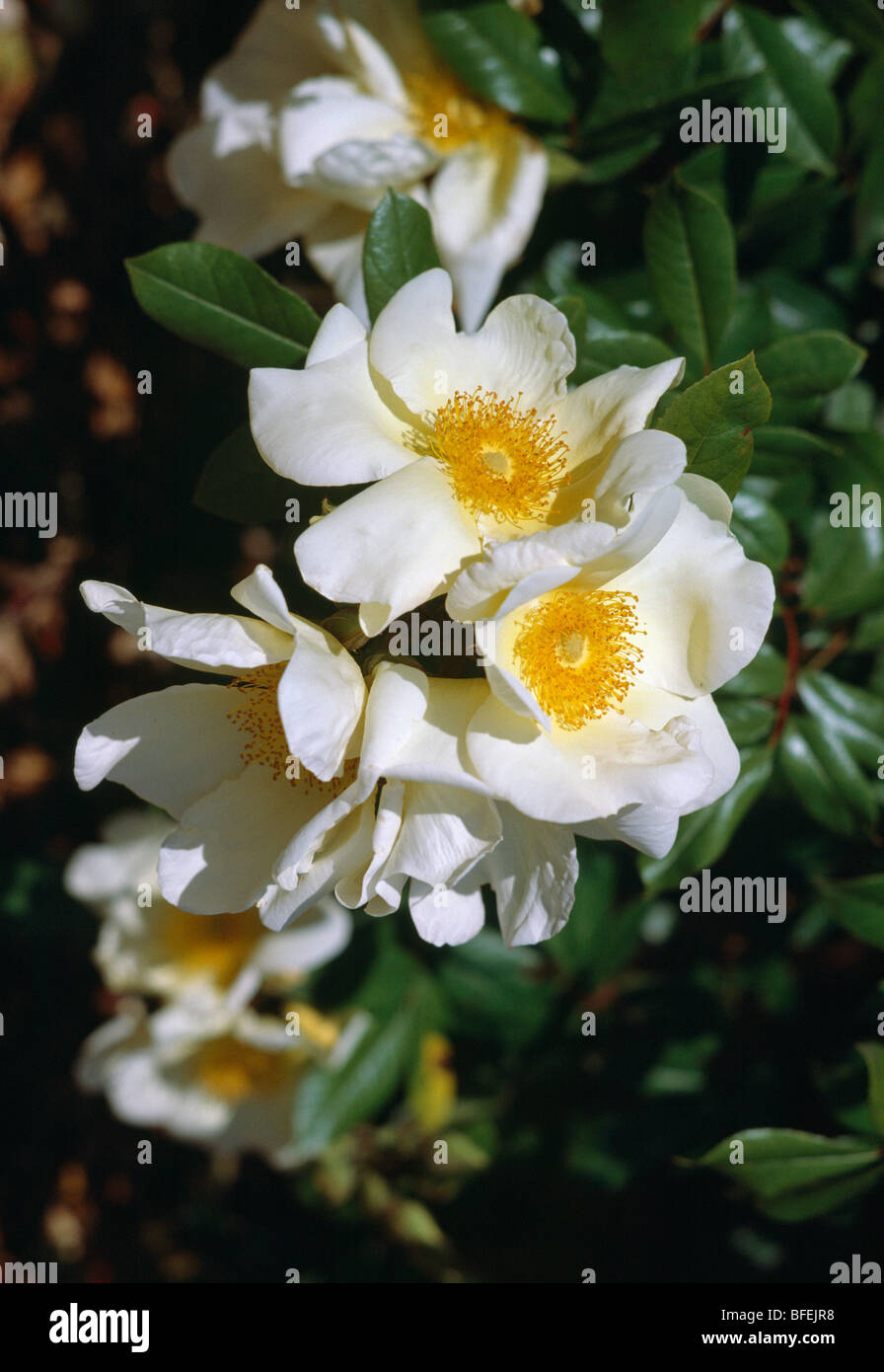 Close up of a flowering sprig of a pale yellow climbing rose Stock ...