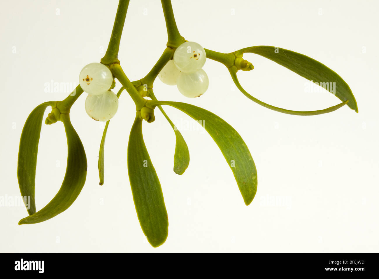 Mistletoe hi-res stock photography and images - Alamy