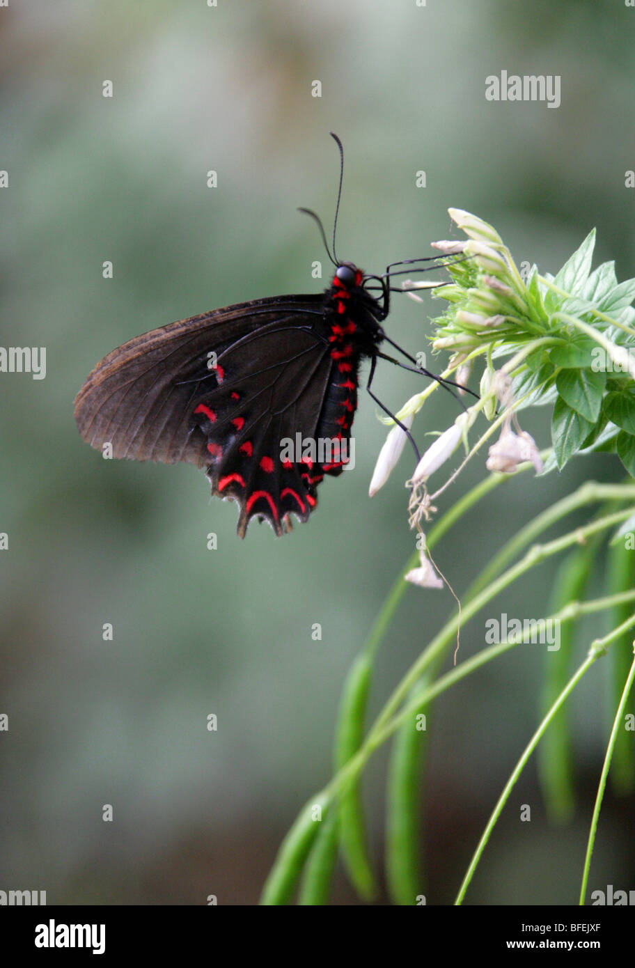 Pink Rose Swallowtail Butterfly, Pachliopta kotzebuea, Papilionidae ...