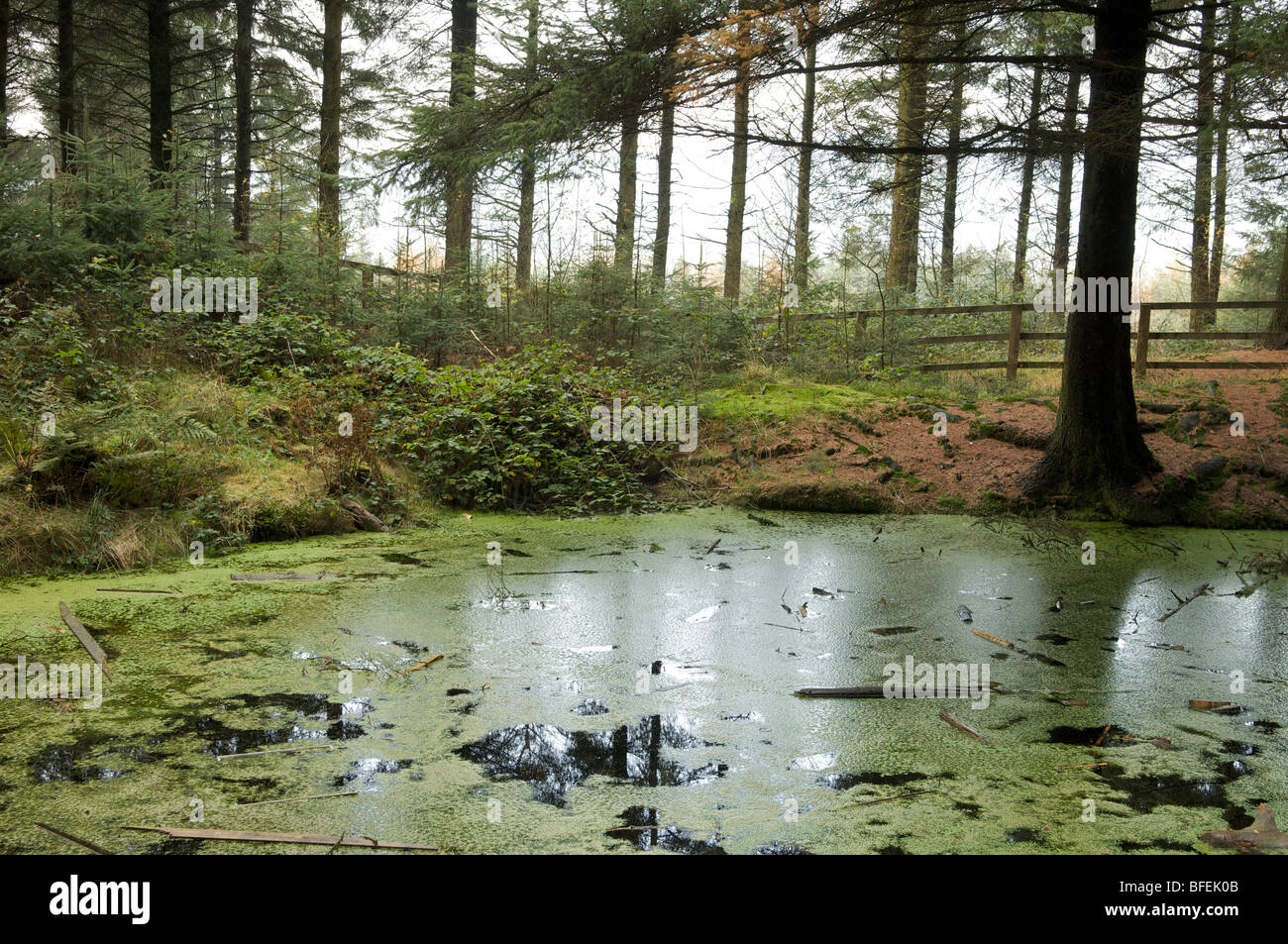 Beacon fell country park lancashire hi-res stock photography and images ...