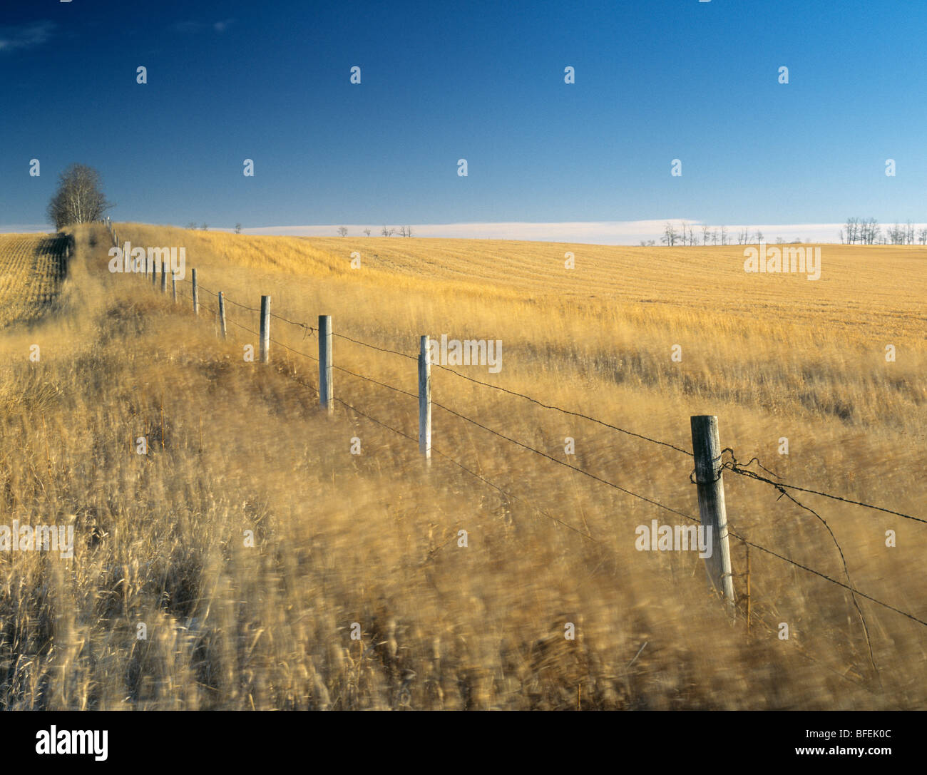 Cremona alberta hi-res stock photography and images - Alamy