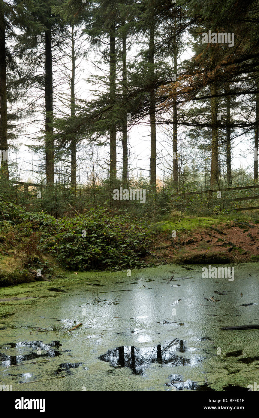 Beacon fell country park lancashire hi-res stock photography and images ...