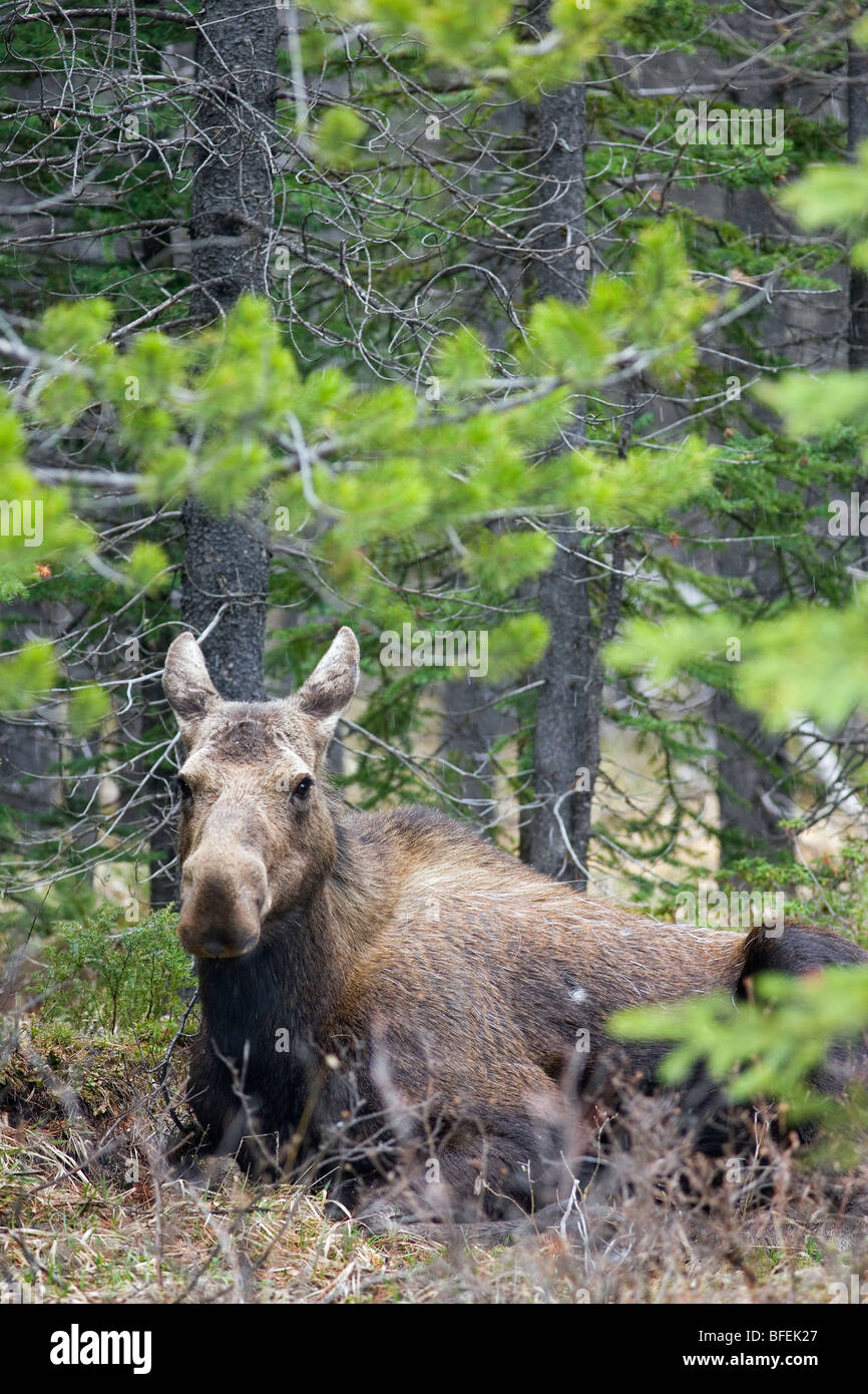 Moose lying down hi-res stock photography and images - Alamy