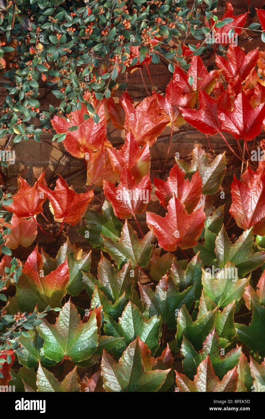 Close-up of red Virginia-creeper Stock Photo - Alamy